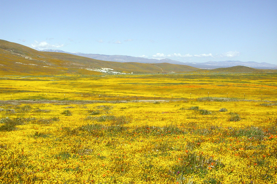 Una teología primaveral o el almendro que floreció | Revista Mensaje