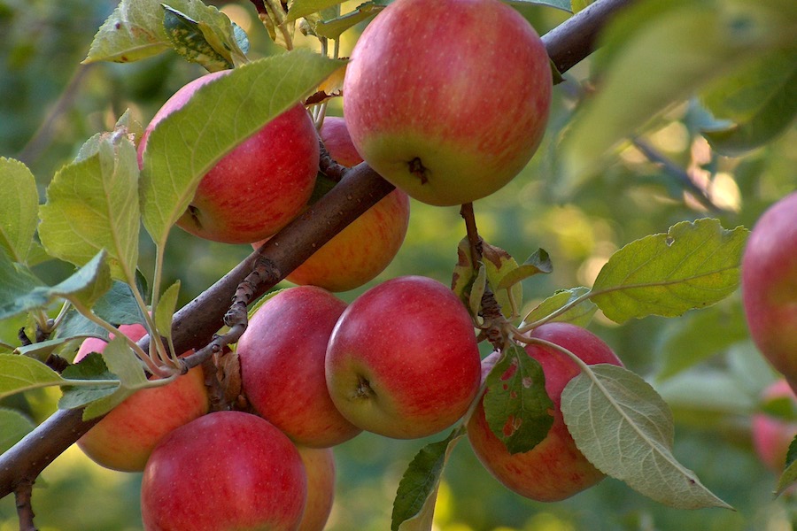 El manzano de mi abuelo | Revista Mensaje